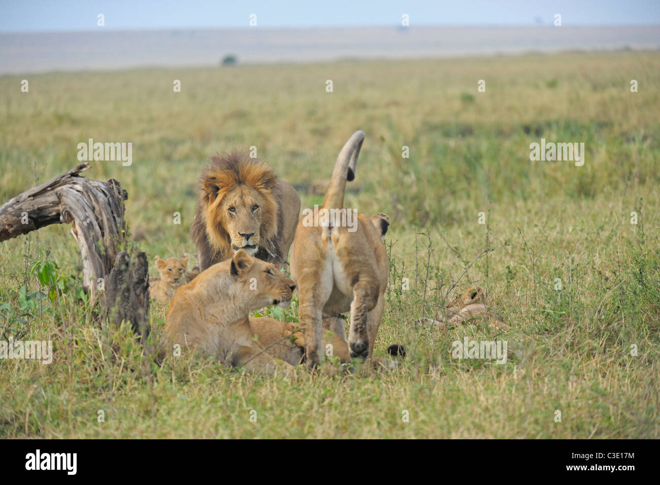 Lions pride africa hi-res stock photography and images - Alamy