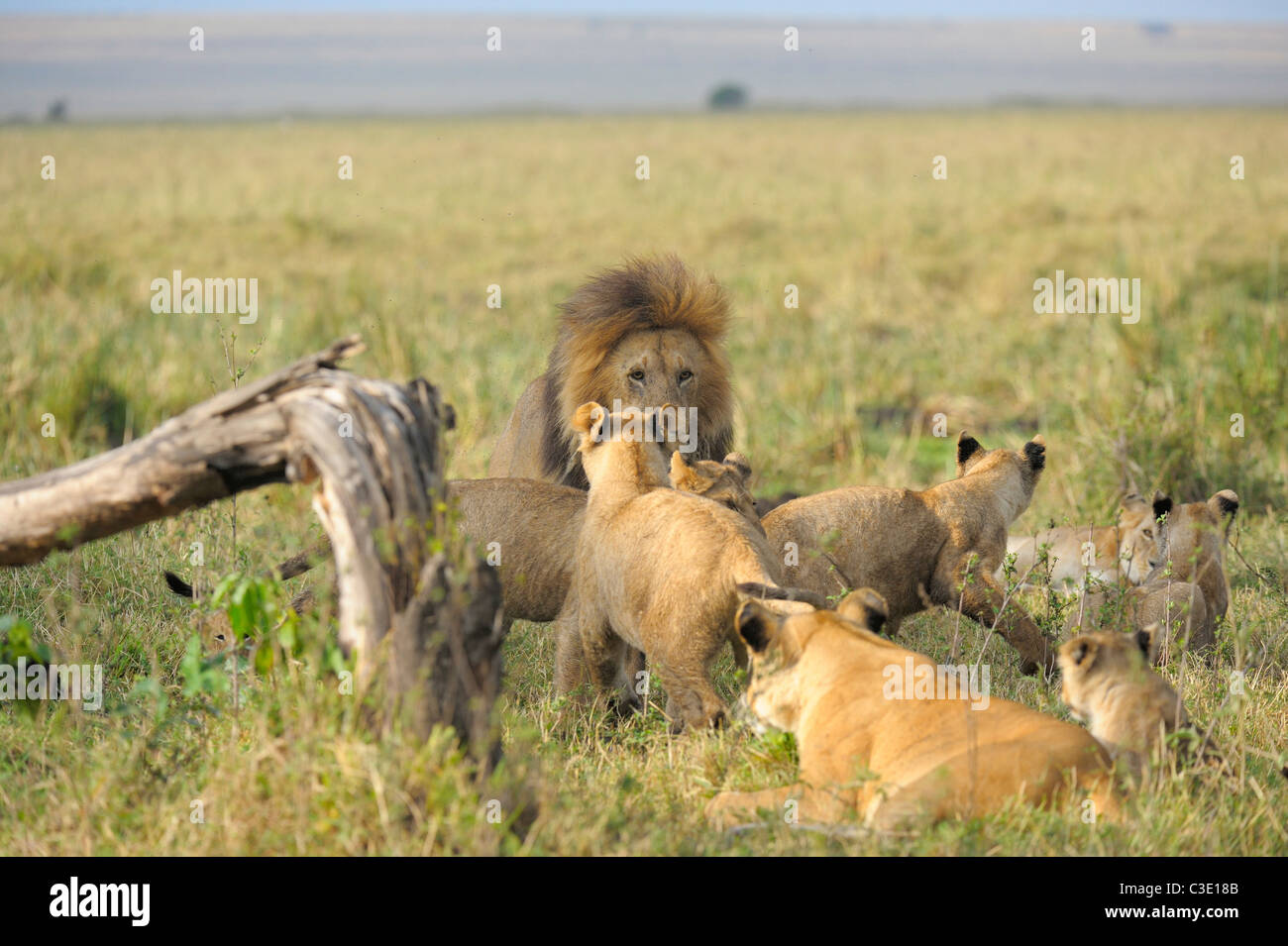 The Marsh pride of lions in the Masai Mara, Kenya, Africa Stock Photo ...