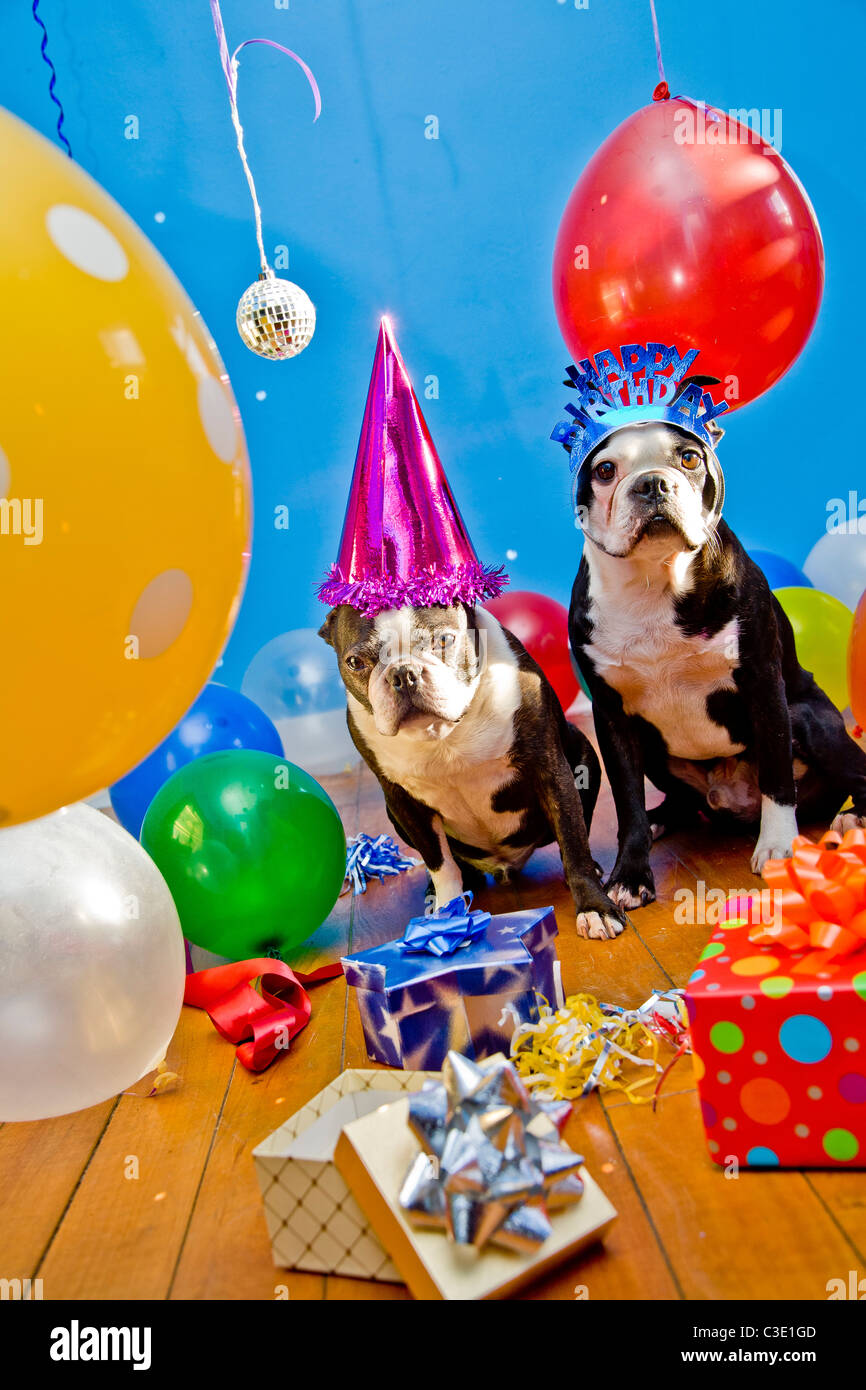 Party dogs with hats and balloons Stock Photo - Alamy