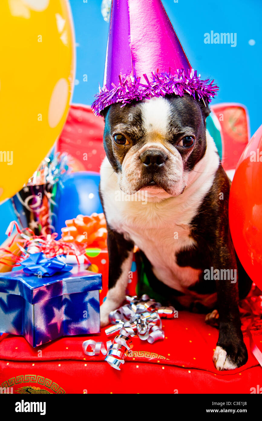 Party dogs with hats and balloons Stock Photo - Alamy