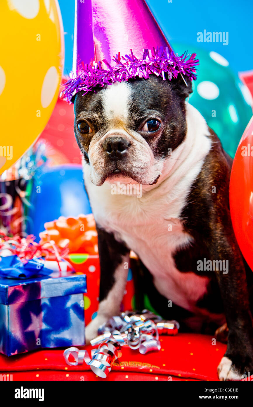 Party dogs with hats and balloons Stock Photo - Alamy