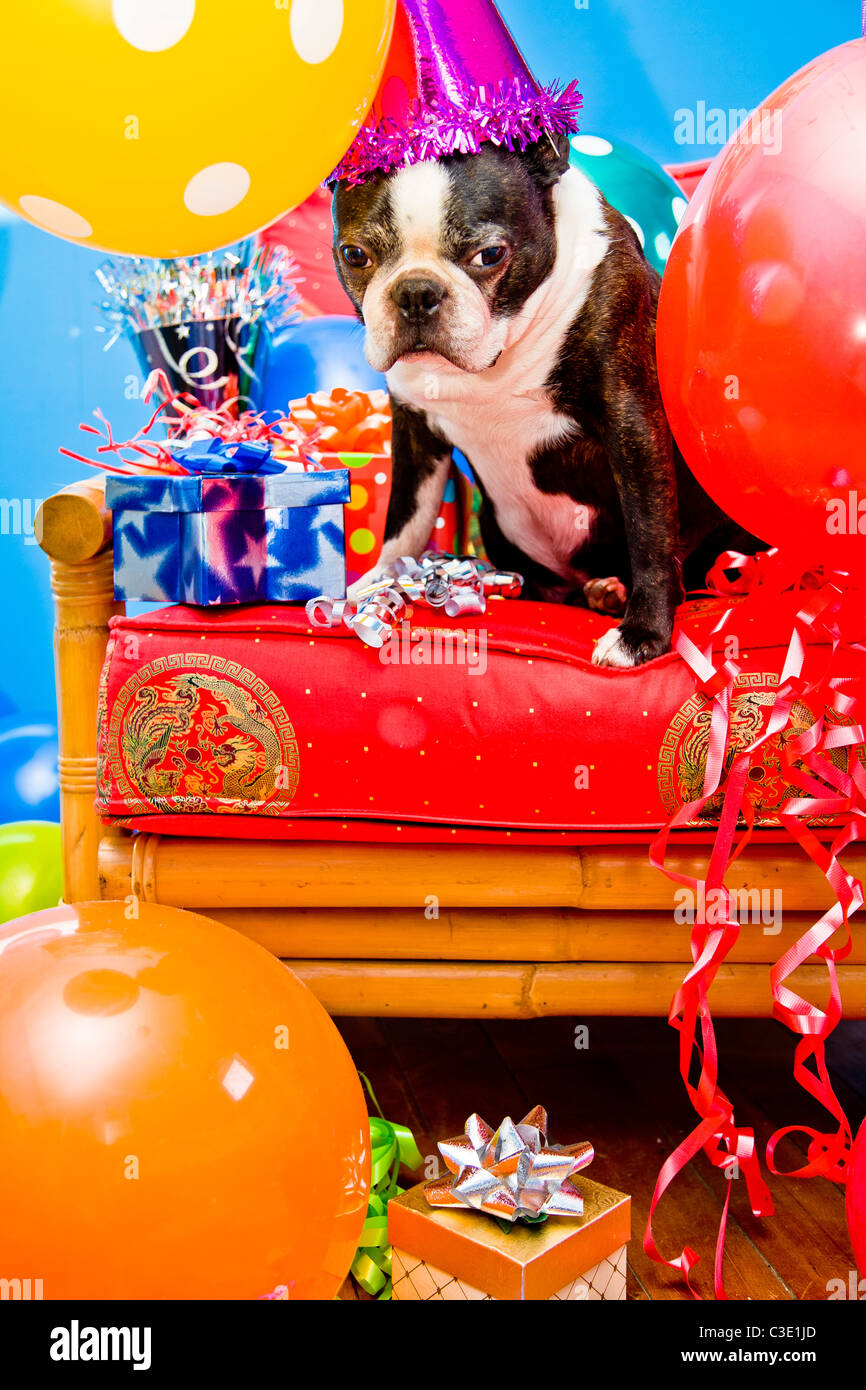 Party dogs with hats and balloons Stock Photo - Alamy