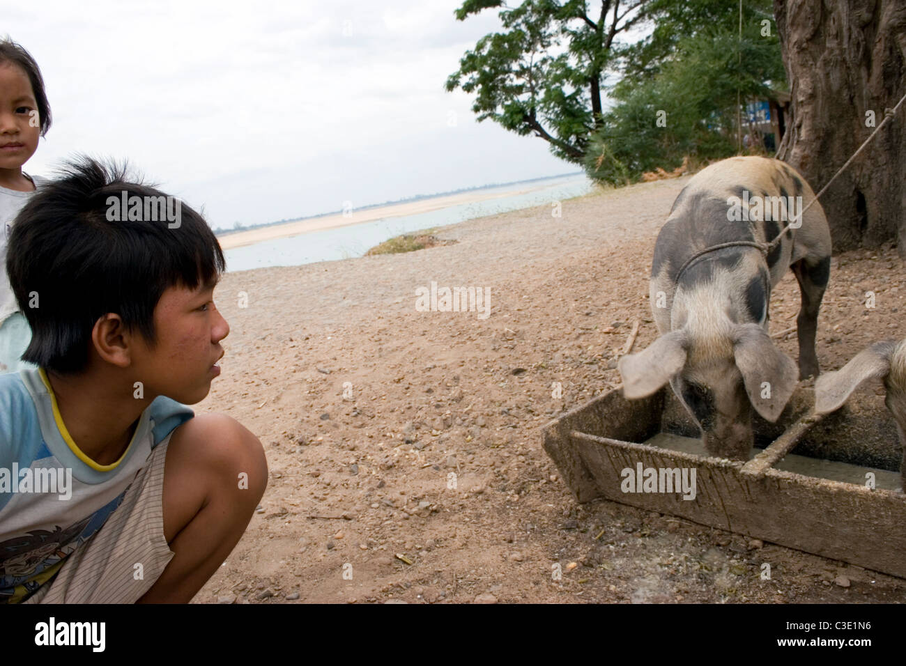 A young boy is watching his pig eat slop from a trough on the shore of ...