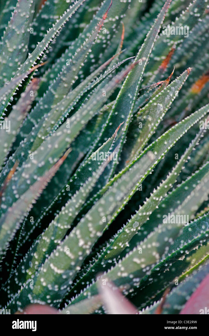 Aloe aristata ‘Lace Aloe’ Stock Photo - Alamy