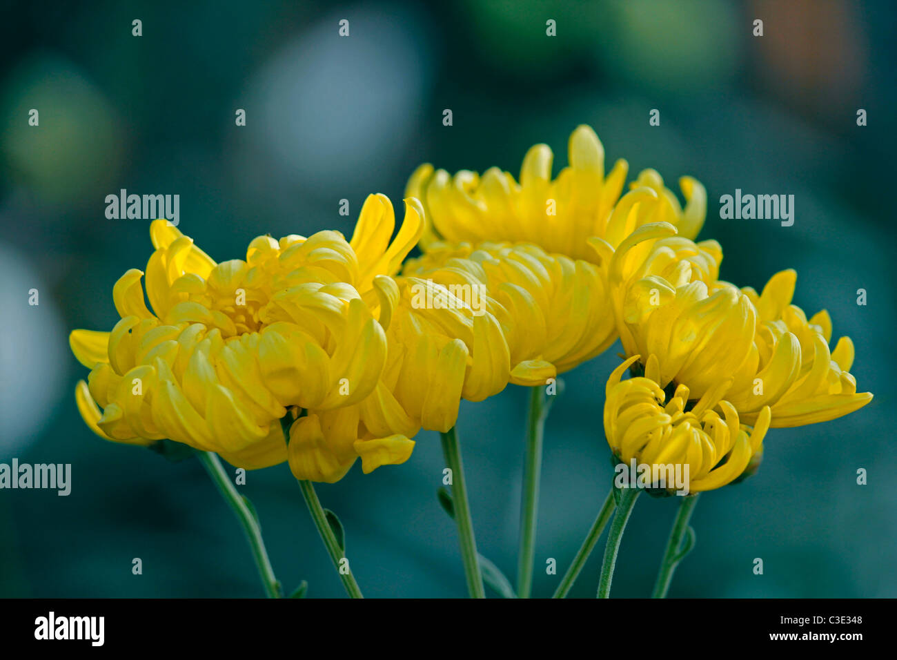 Chrysanthemum morifolium flower hi-res stock photography and images - Alamy