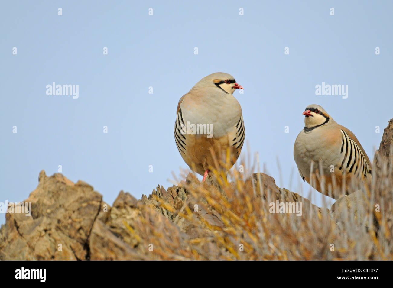 Chukar Partridge or Chukar (Alectoris chukar) against a blue sky in ...