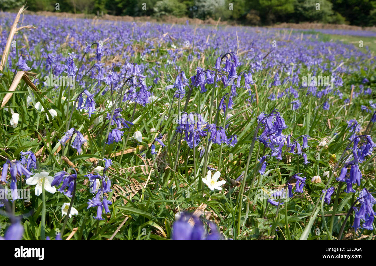 Bluebells in Spring Stock Photo - Alamy