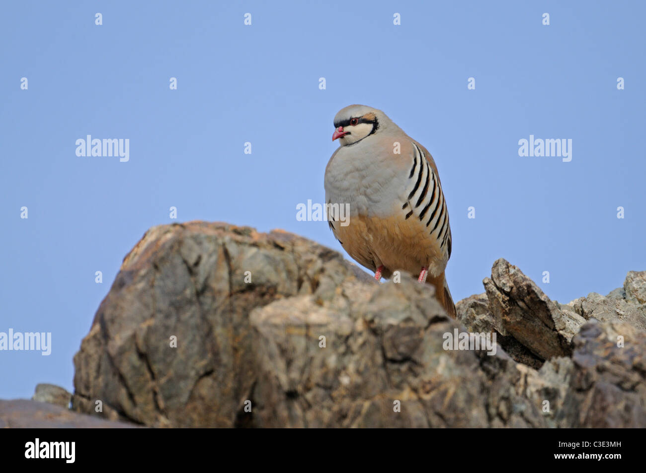 Chukar Partridge or Chukar (Alectoris chukar) against a blue sky in ...