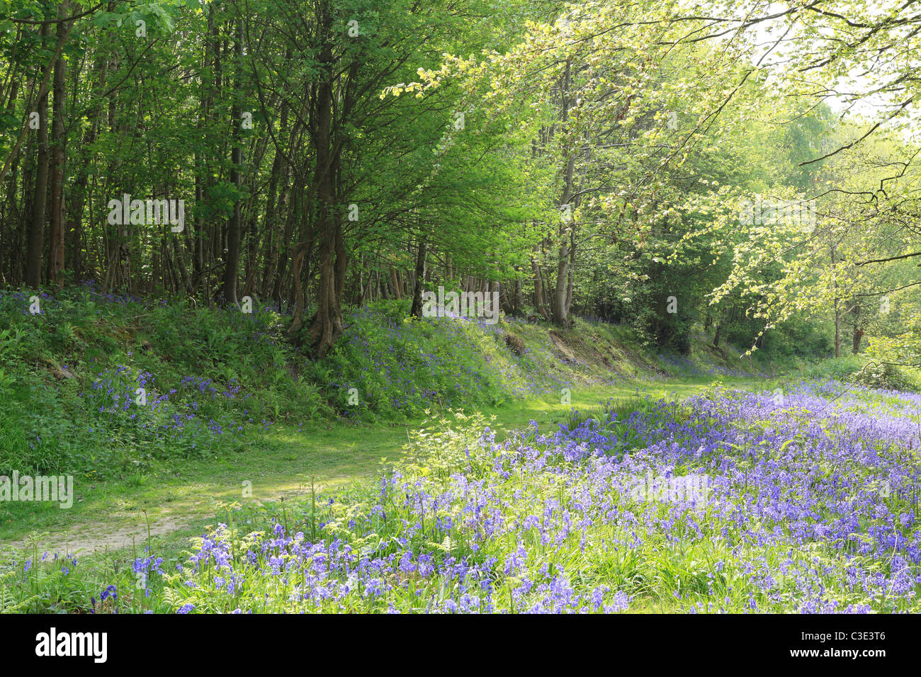Path through Bluebell Woods, Brede, East Sussex, England, UK, GB Stock ...