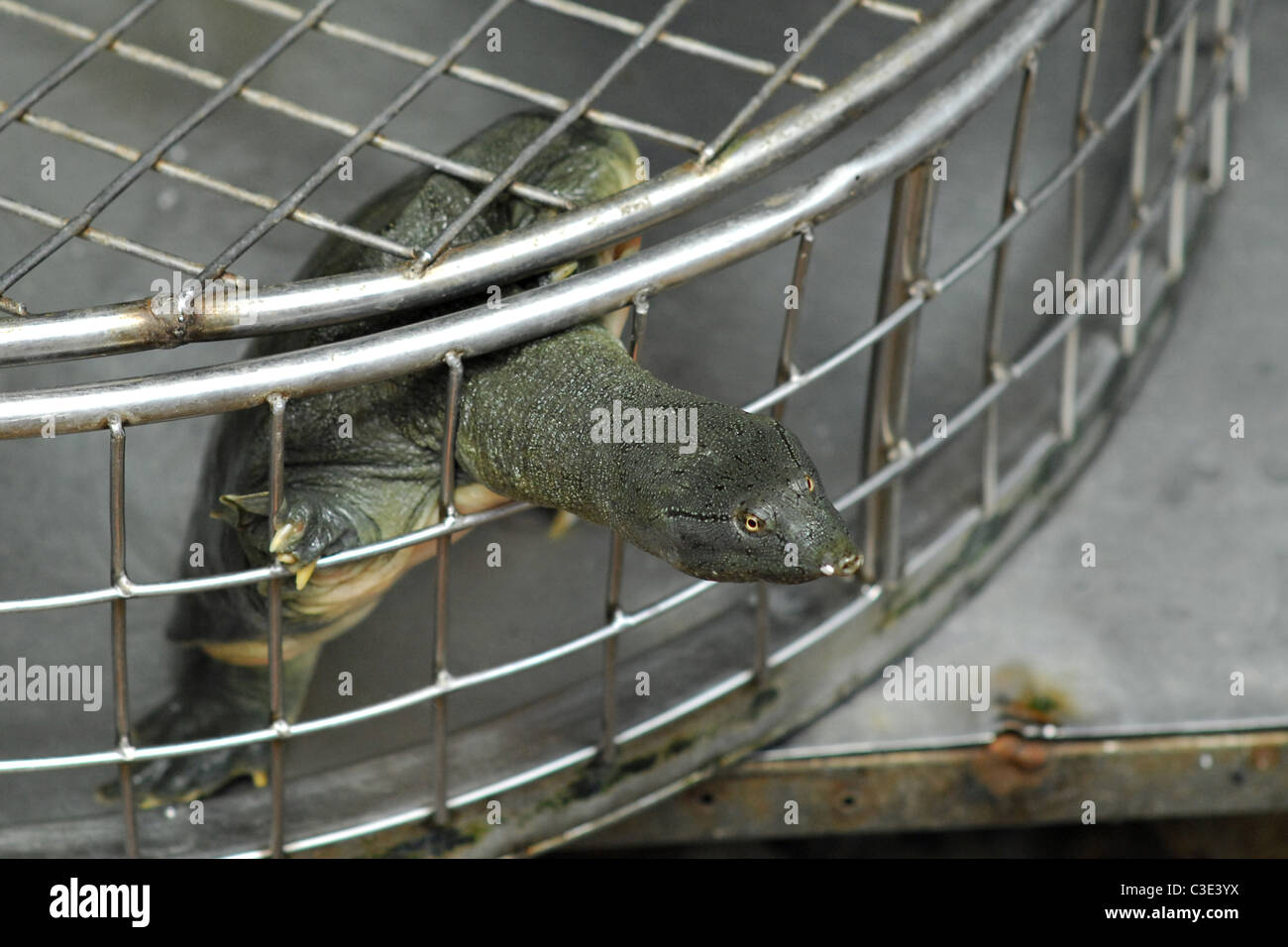 Soft shell turtle Stock Photo - Alamy
