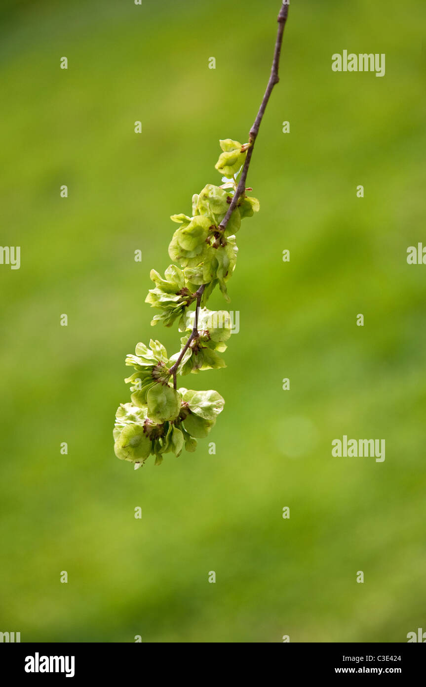 Close up detail of a tree branch Stock Photo - Alamy