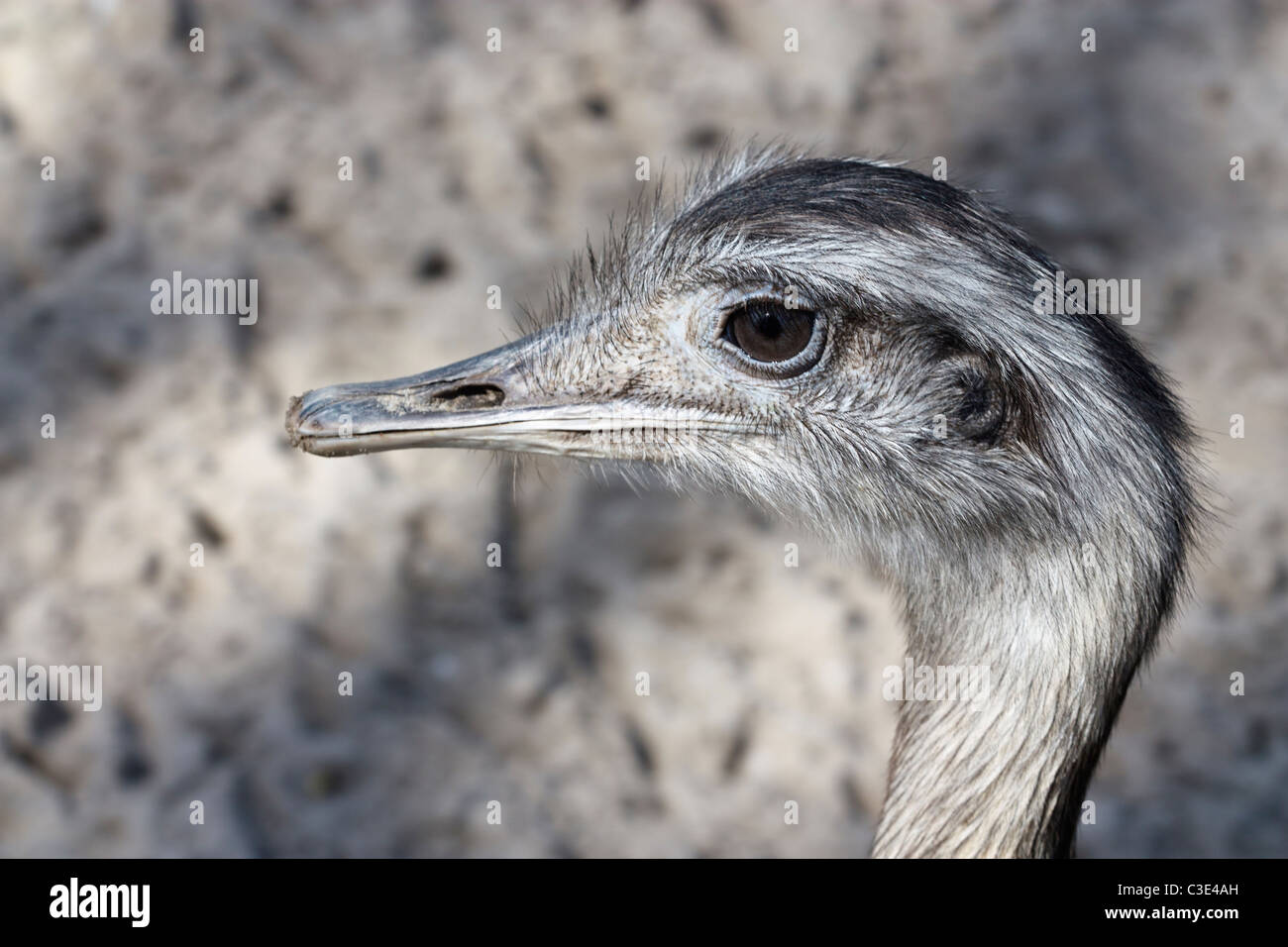 Portrait of a Greater Rhea (Rhea americana Stock Photo - Alamy