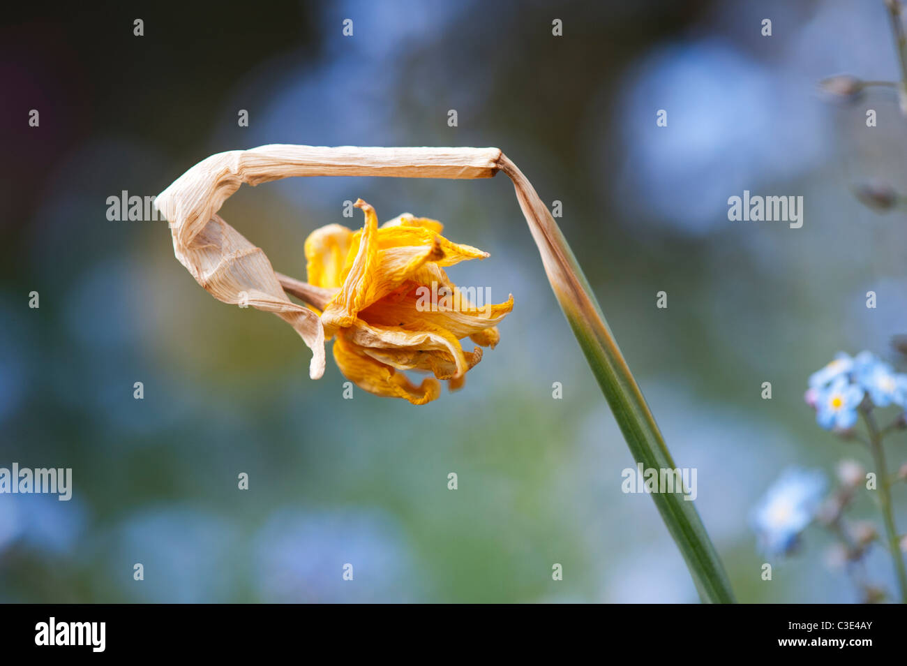 Decaying daffodil hi-res stock photography and images - Alamy