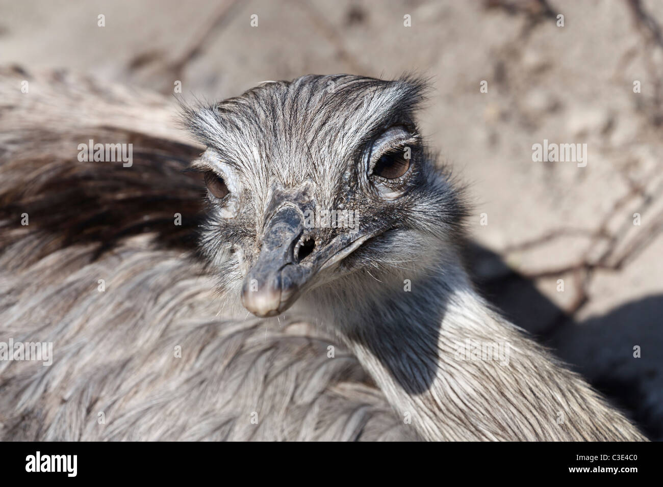 Portrait of a Greater Rhea (Rhea americana Stock Photo - Alamy