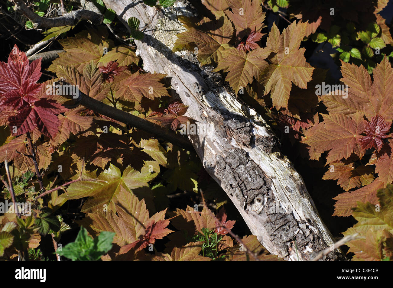 Young sycamore leaves around an old silver tree trunk Stock Photo - Alamy