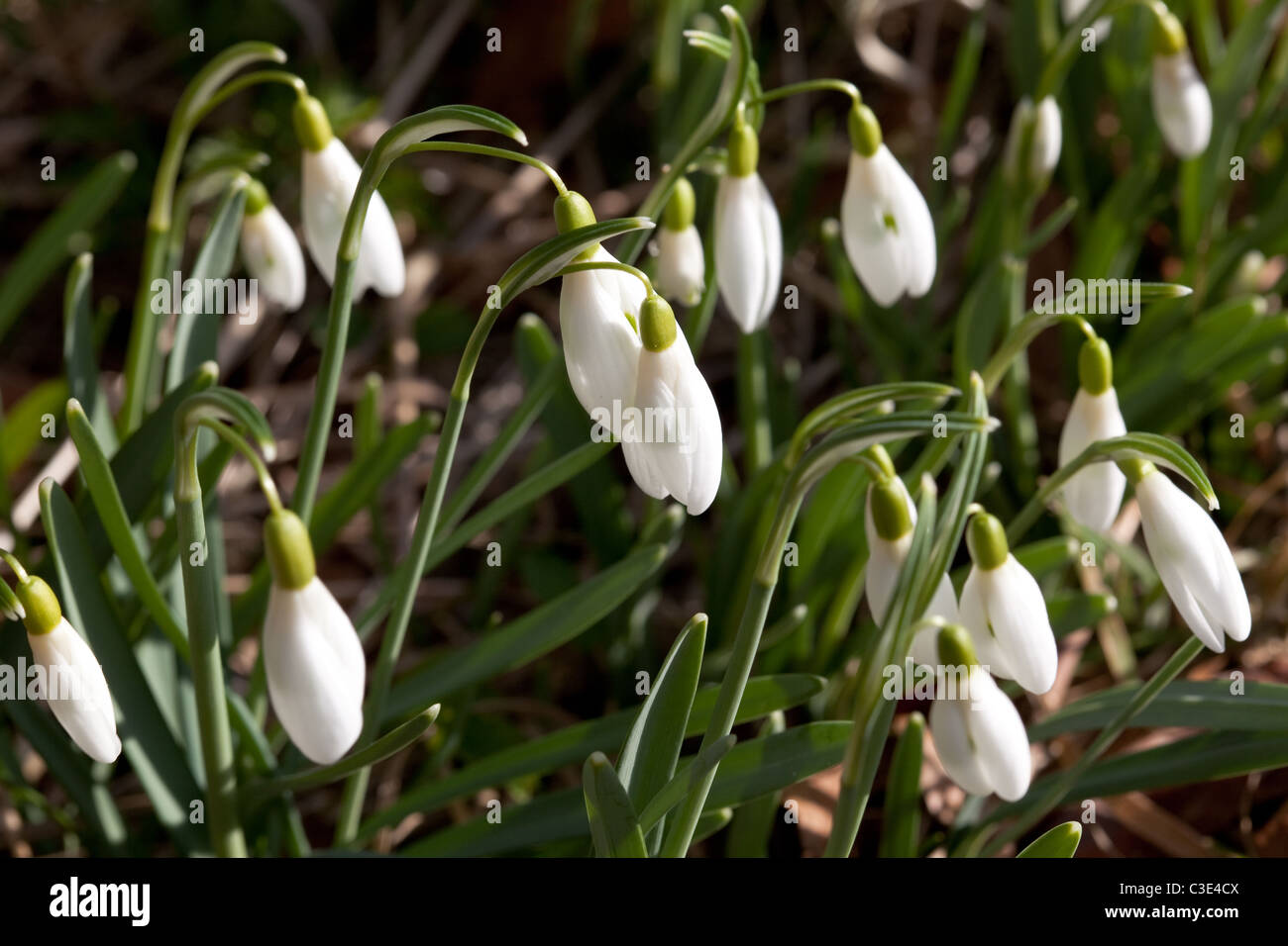 Snowdrops scotland hi-res stock photography and images - Alamy