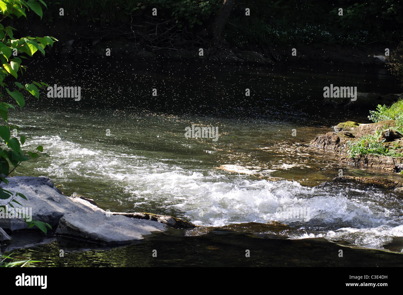 Insects hatching over river, Nevern, Pembrokeshire Stock Photo - Alamy