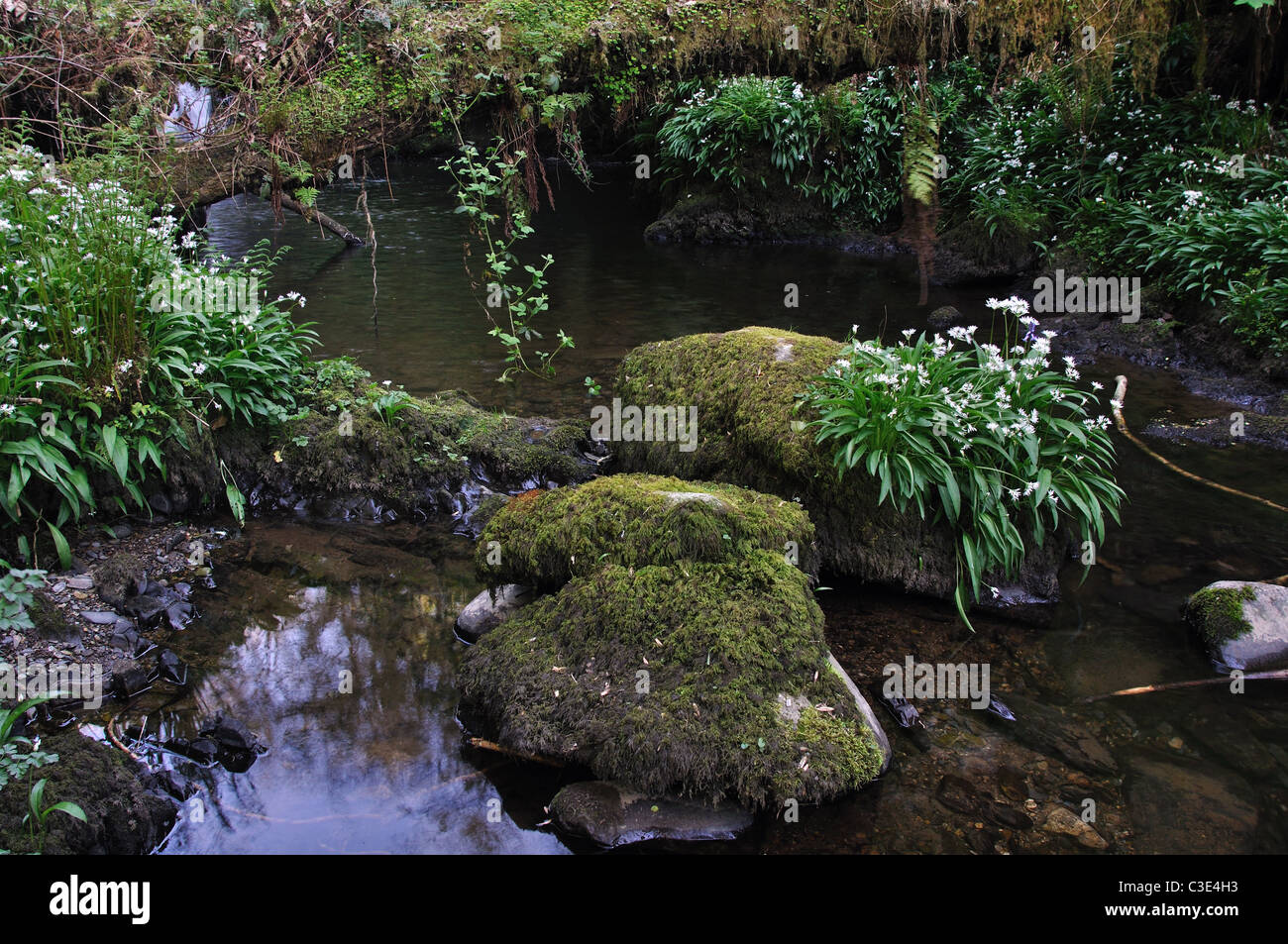 Woodland stream with wild garlic and bluebells Stock Photo - Alamy