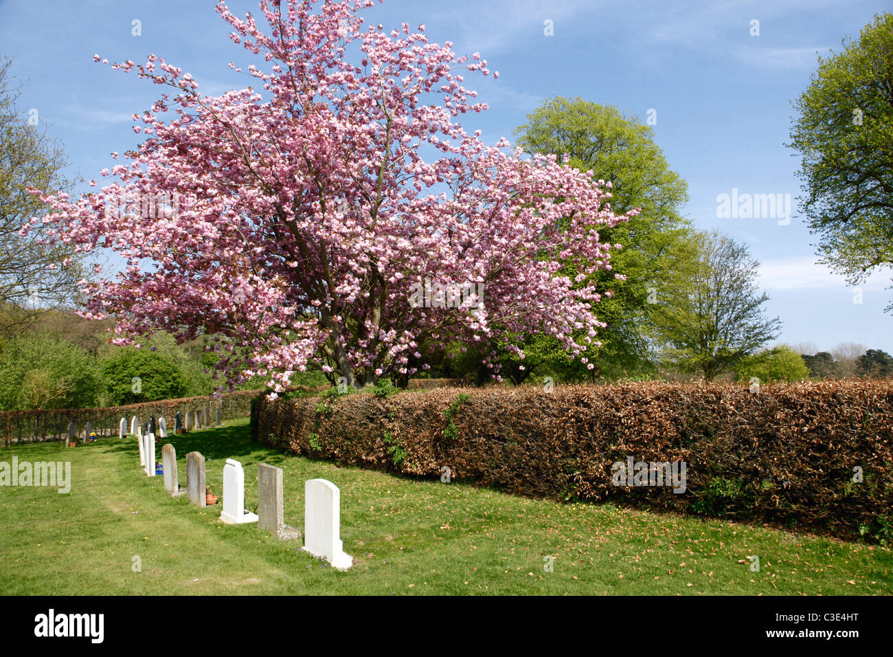 Gravestones and flowering cherry tree Saltwood Hythe Kent Stock Photo ...
