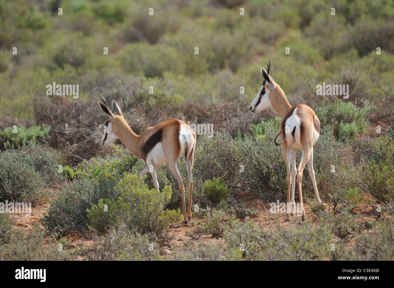 Springbok in semi-desert, Sanbona, South Africa Stock Photo - Alamy