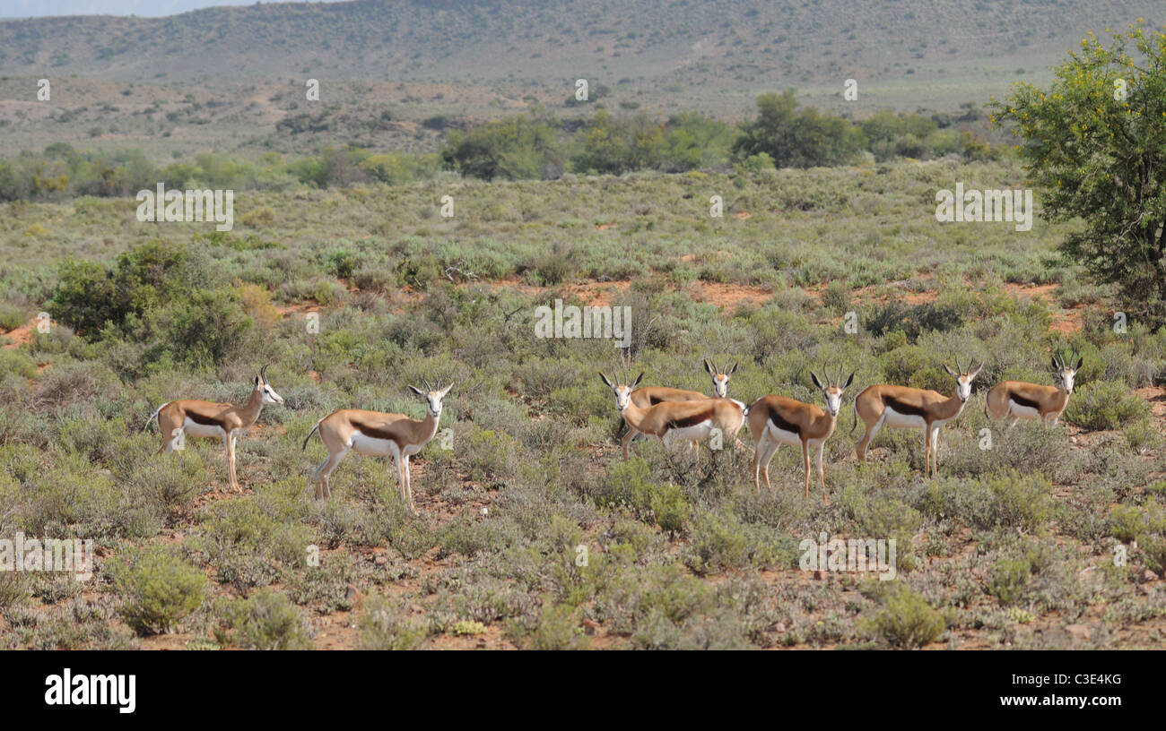 Springbok former south africa hi-res stock photography and images - Alamy