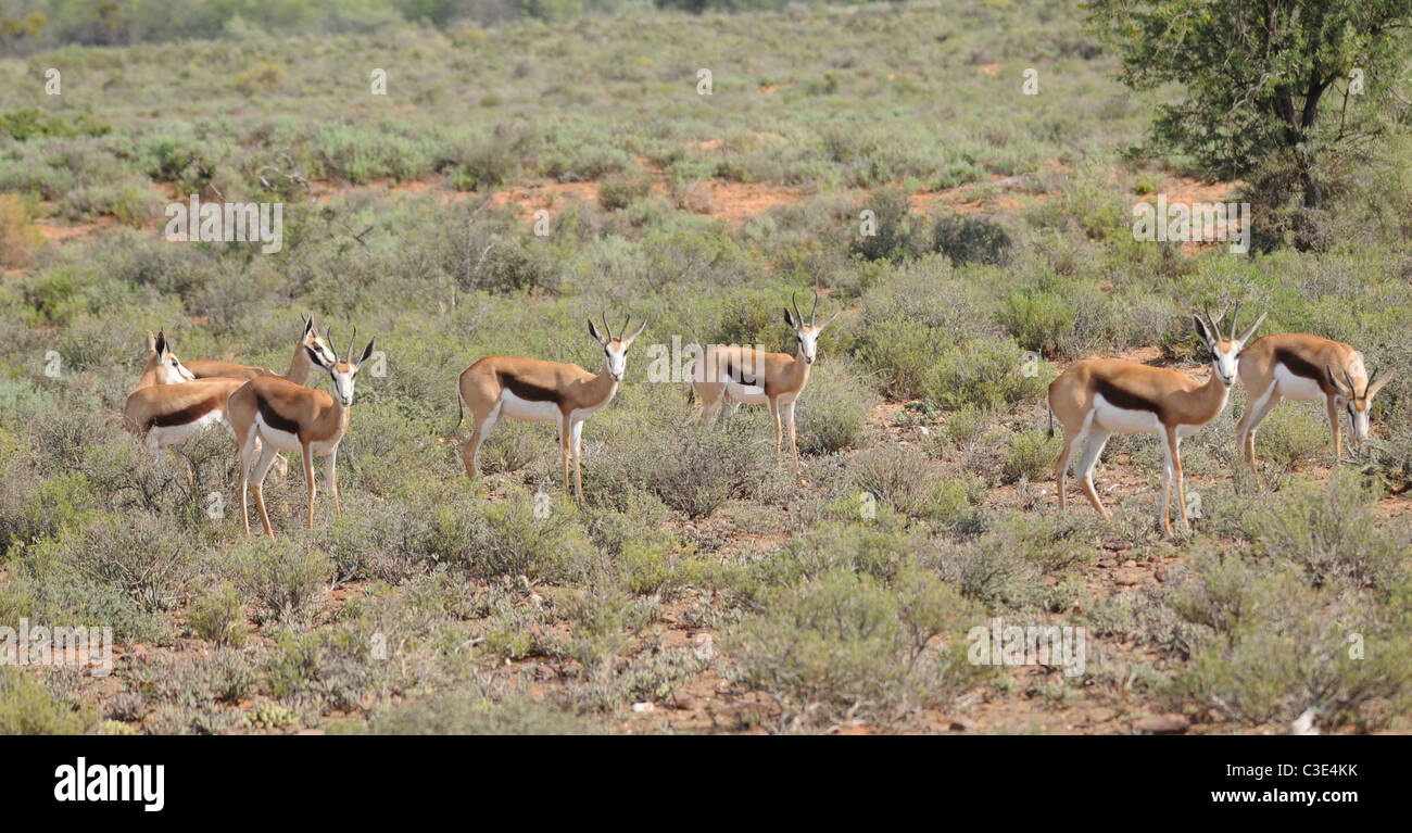 Springbok in semi-desert, Sanbona, South Africa Stock Photo - Alamy