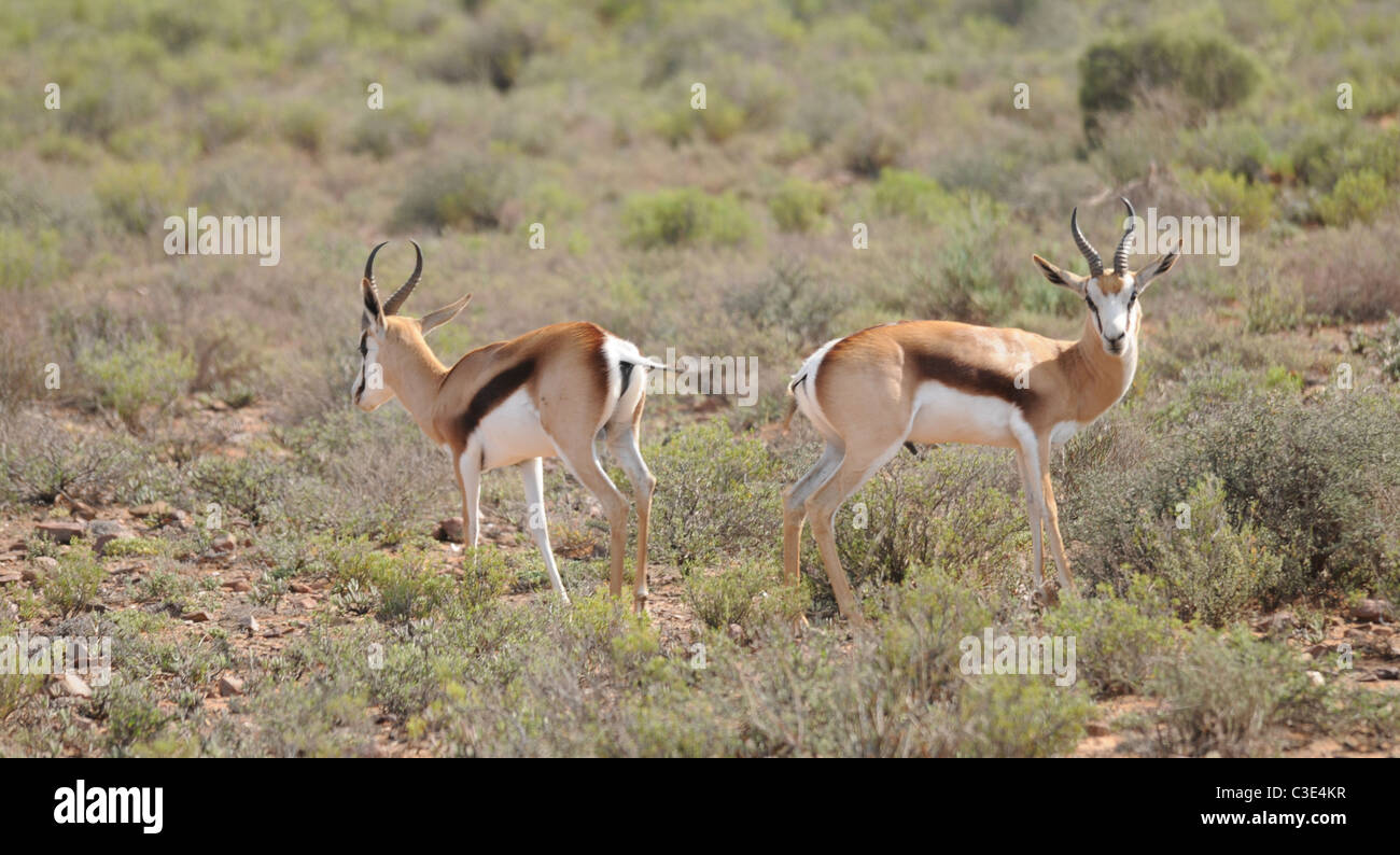 Springbok former south africa hi-res stock photography and images - Alamy