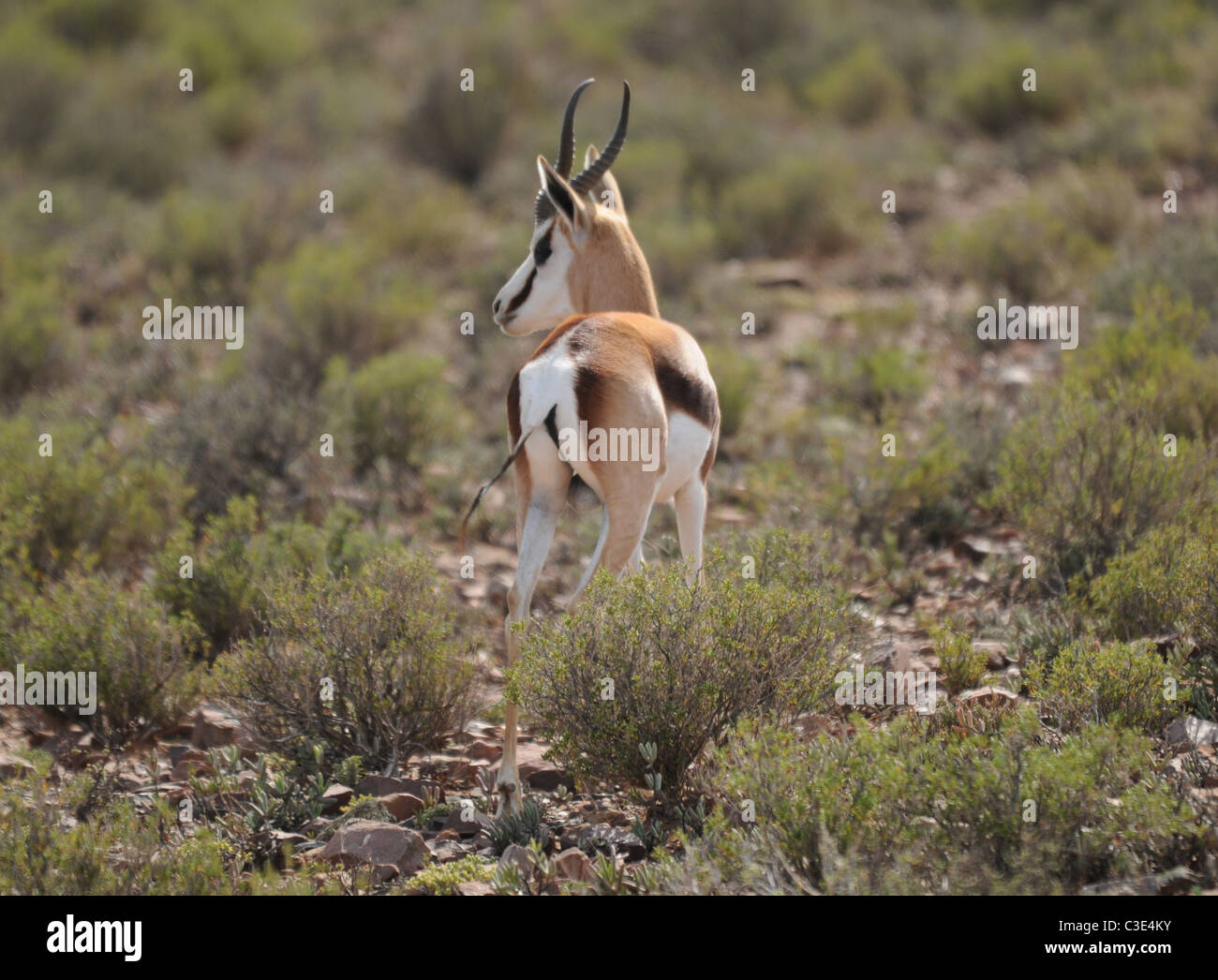 Springbok in semi-desert, Sanbona, South Africa Stock Photo - Alamy