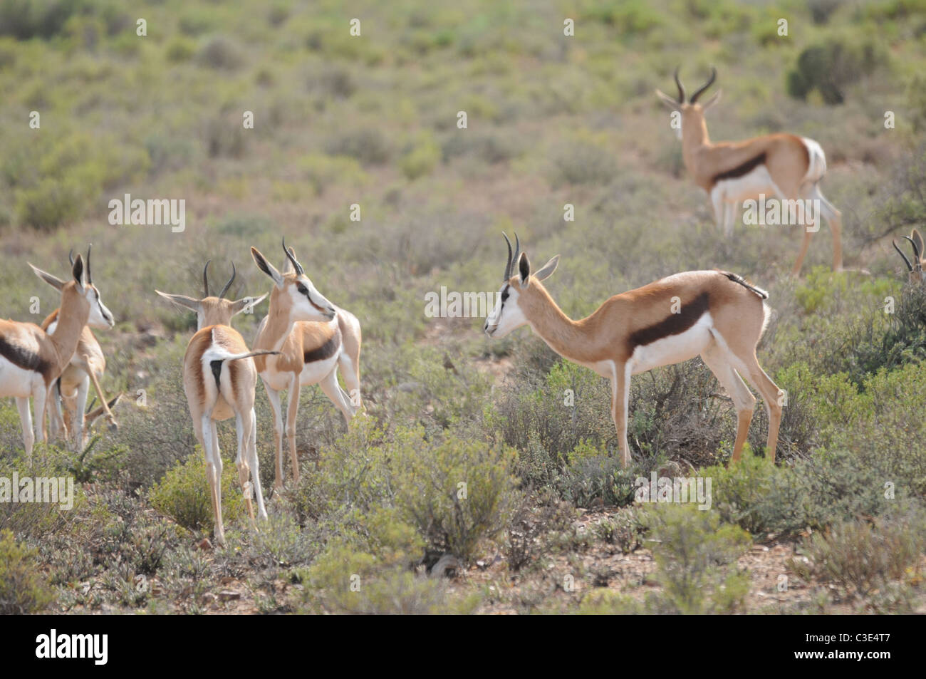 Springbok in semi-desert, Sanbona, South Africa Stock Photo - Alamy
