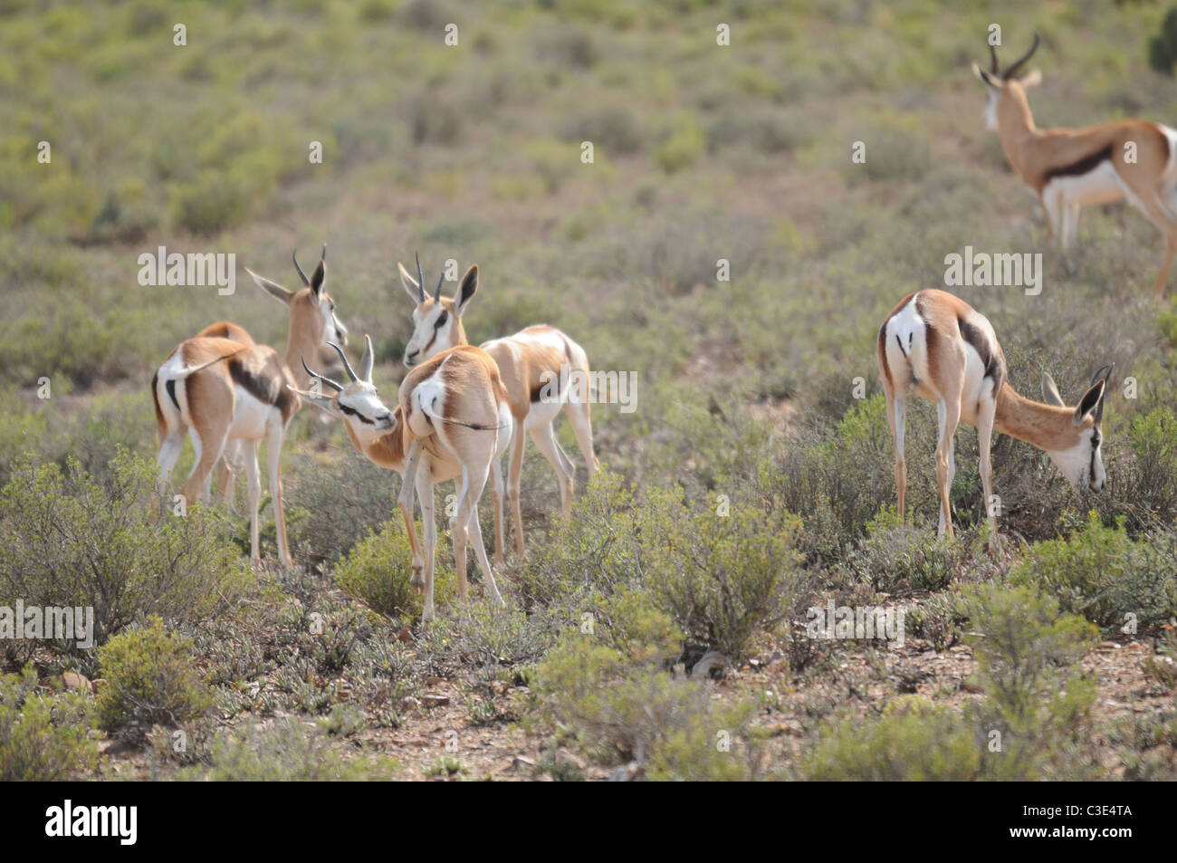 Springbok in hi-res stock photography and images - Alamy