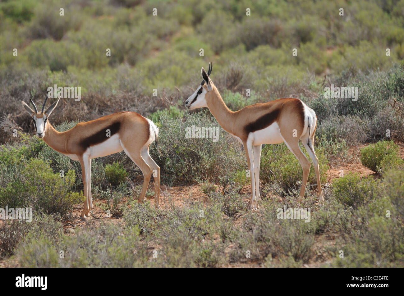 Springbok in semi-desert, Sanbona, South Africa Stock Photo - Alamy