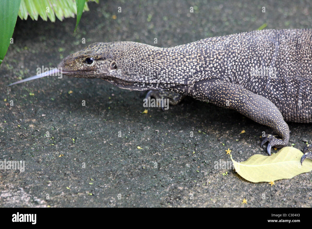 Wild Monitor Lizard in Singapore Stock Photo - Alamy