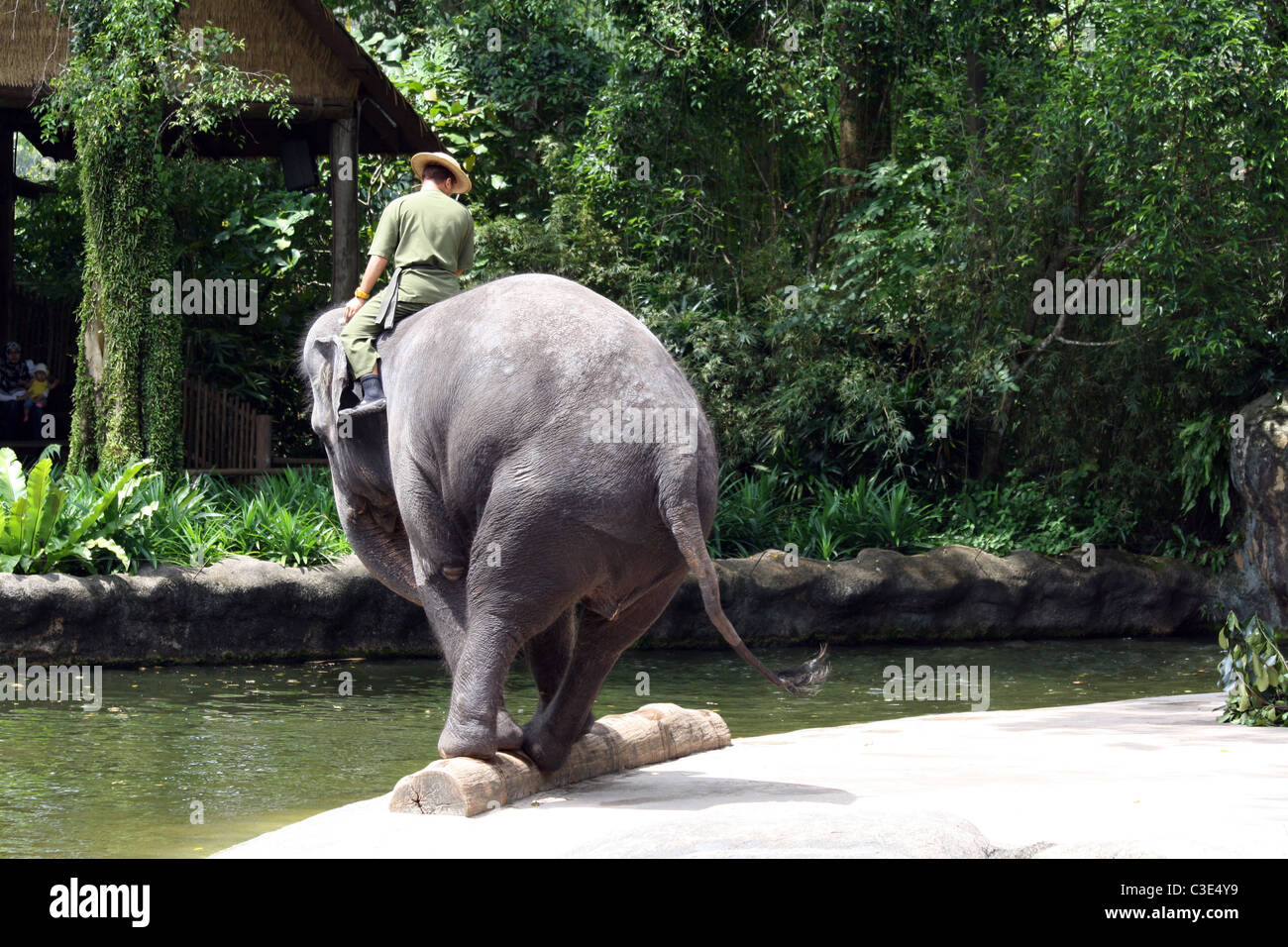 Elephant singapore zoo singapore elephant hi-res stock photography and ...