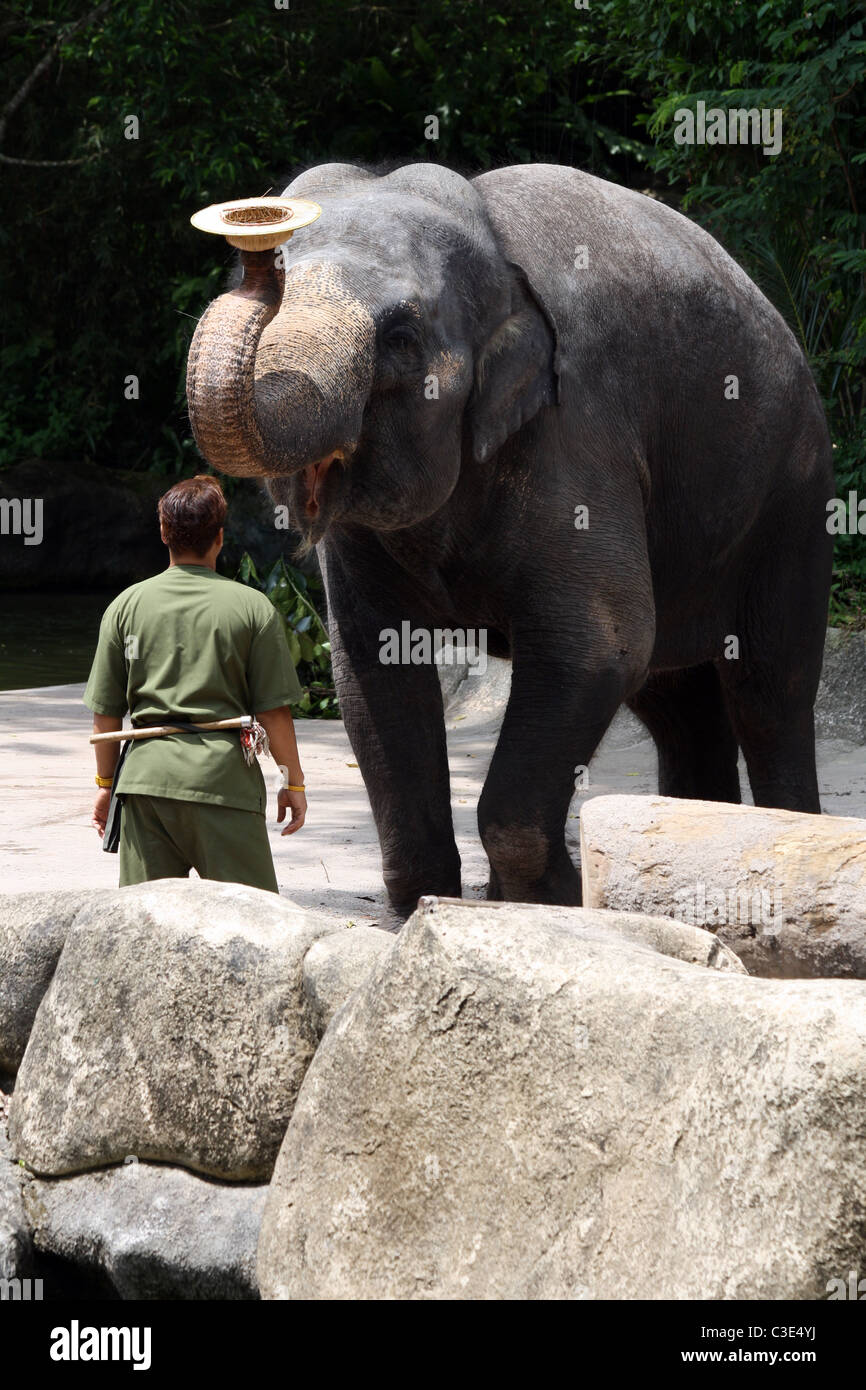 Elephant Trainer High Resolution Stock Photography and Images - Alamy