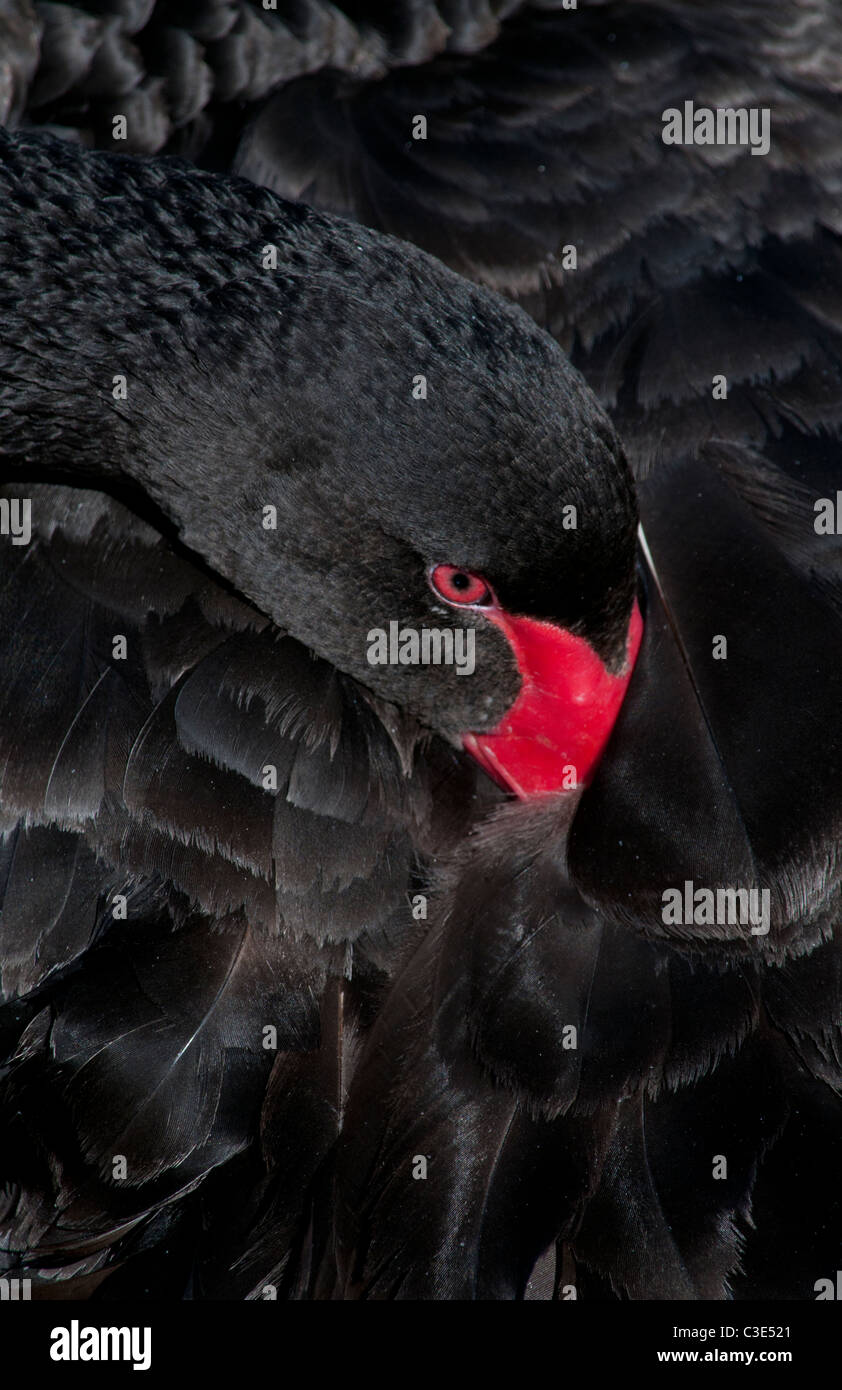 Resting swan swans sleeping hi-res stock photography and images - Alamy