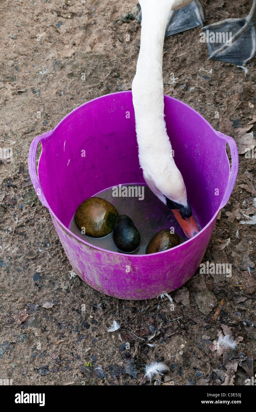 swan feeding from a bucket Stock Photo - Alamy
