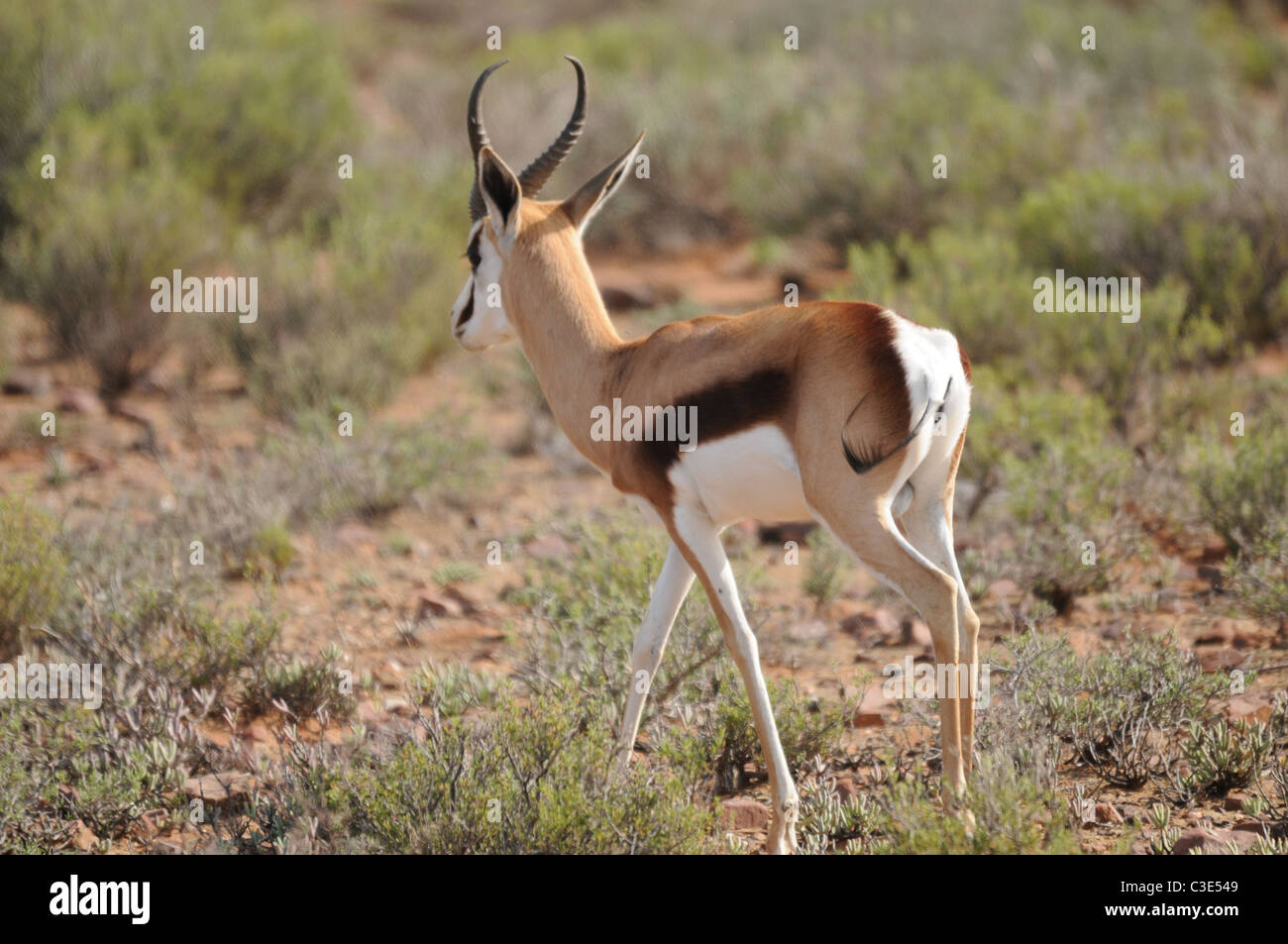 Springbok in semi-desert, Sanbona, South Africa Stock Photo - Alamy