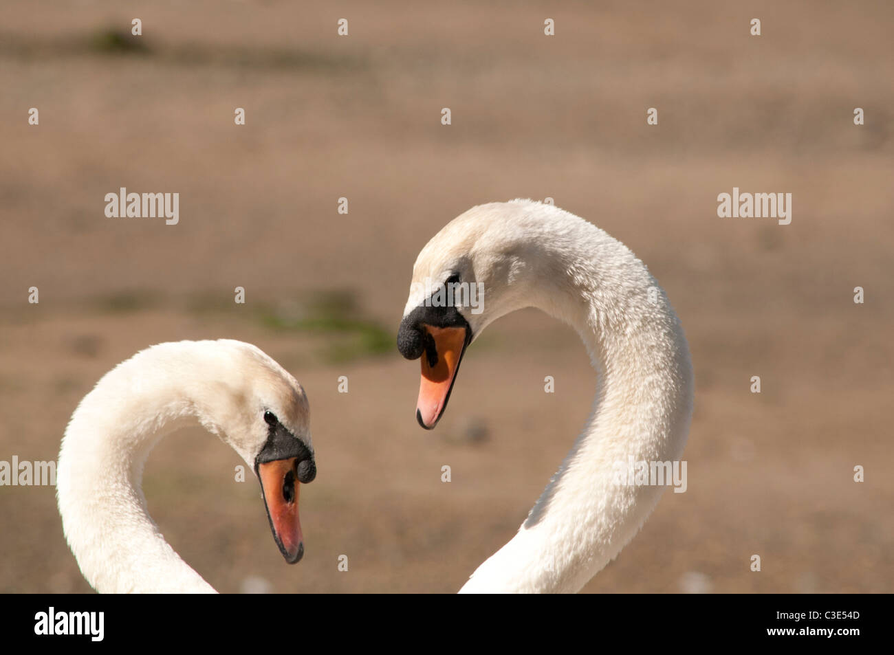 Two swans making a heart shape Stock Photo - Alamy