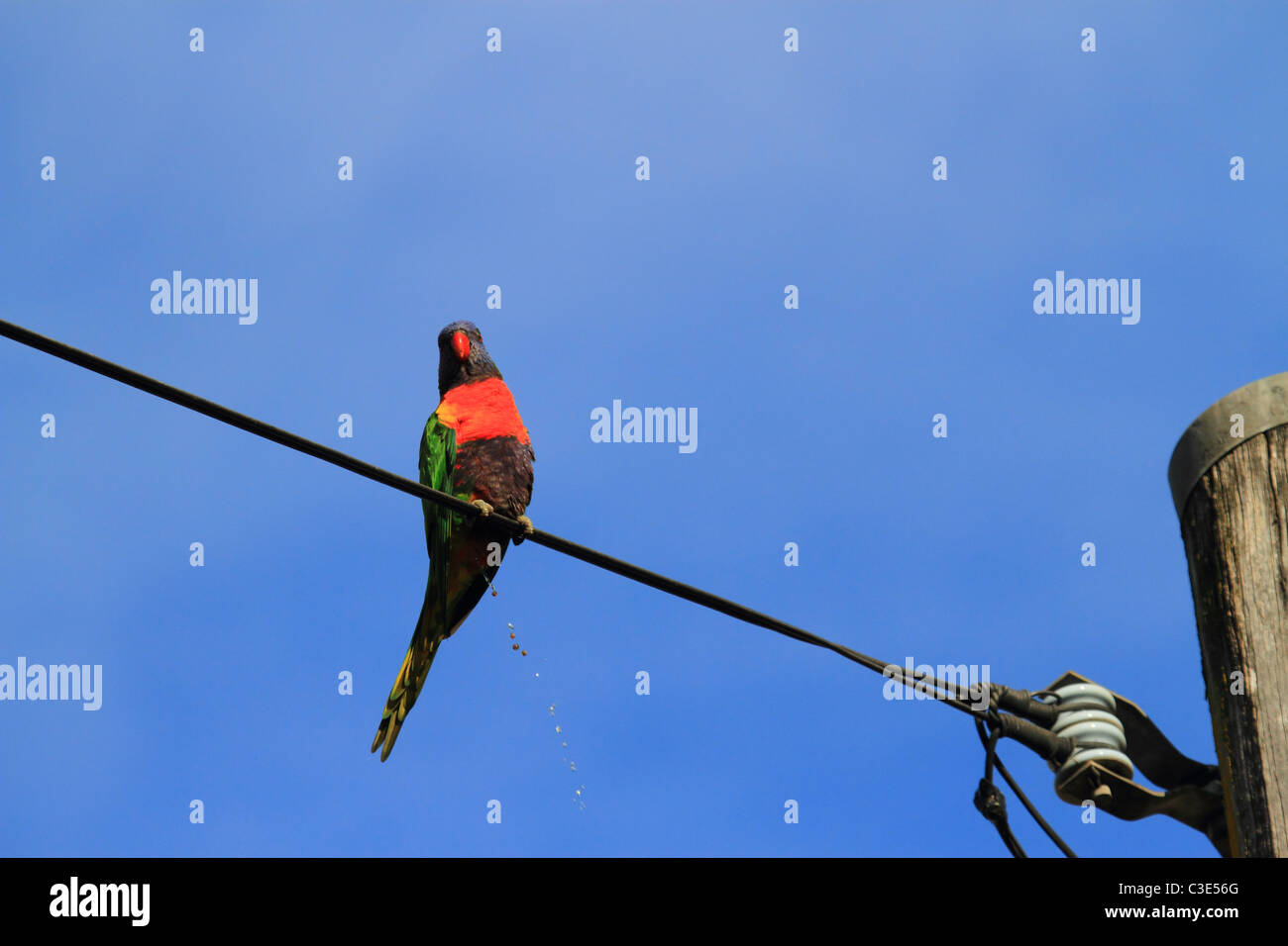 Bird on a wire hi-res stock photography and images - Alamy