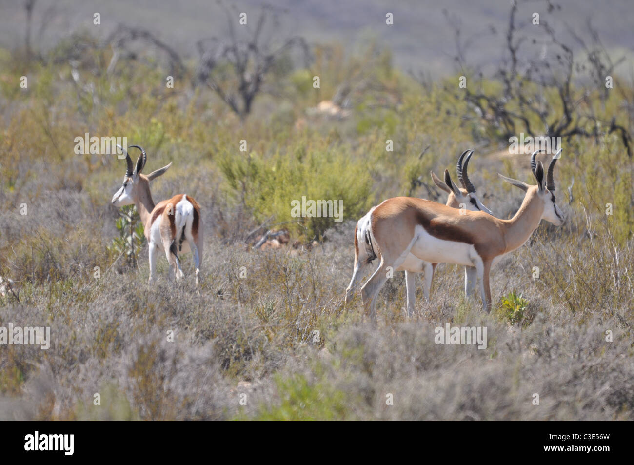 Springbok, former South Africa national symbol Stock Photo - Alamy