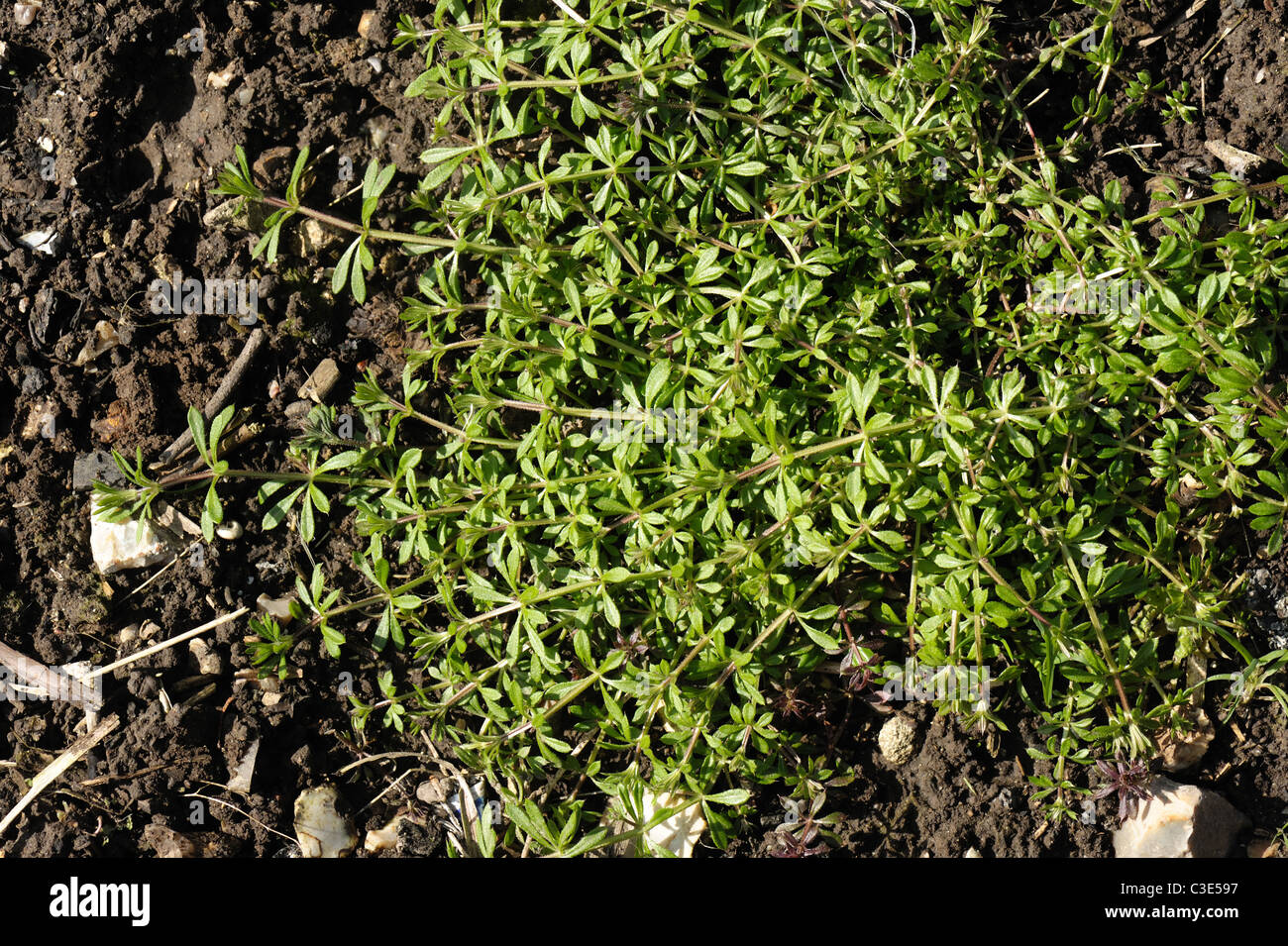 Cleavers plant hi-res stock photography and images - Alamy