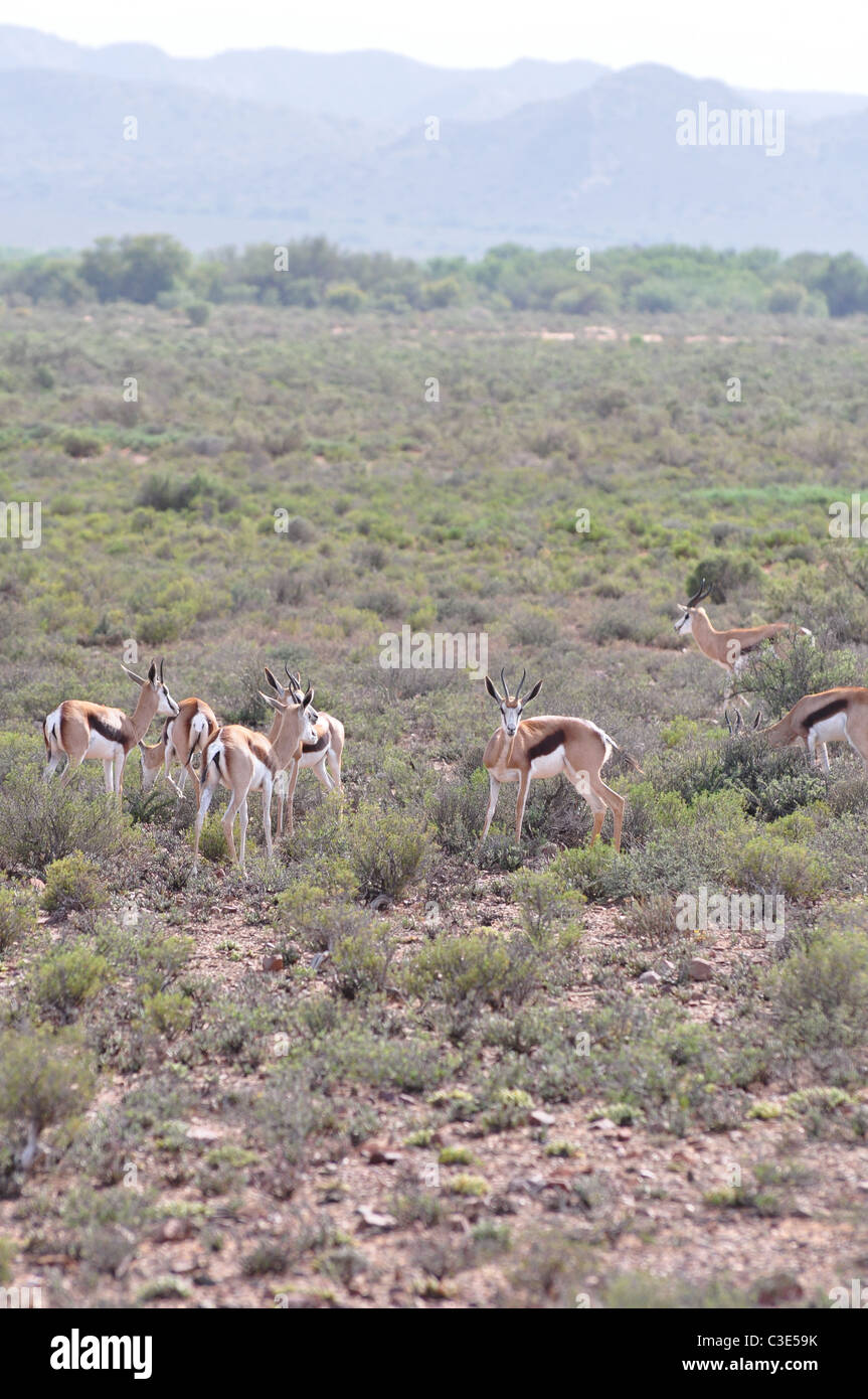 Springbok, former South Africa national symbol Stock Photo - Alamy