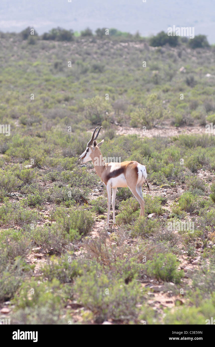 Springbok, former South Africa national symbol Stock Photo - Alamy