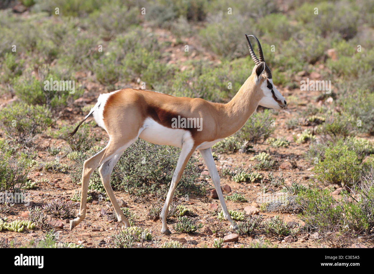 Springbok, former national symbol of South Africa, antelope, wildlife ...