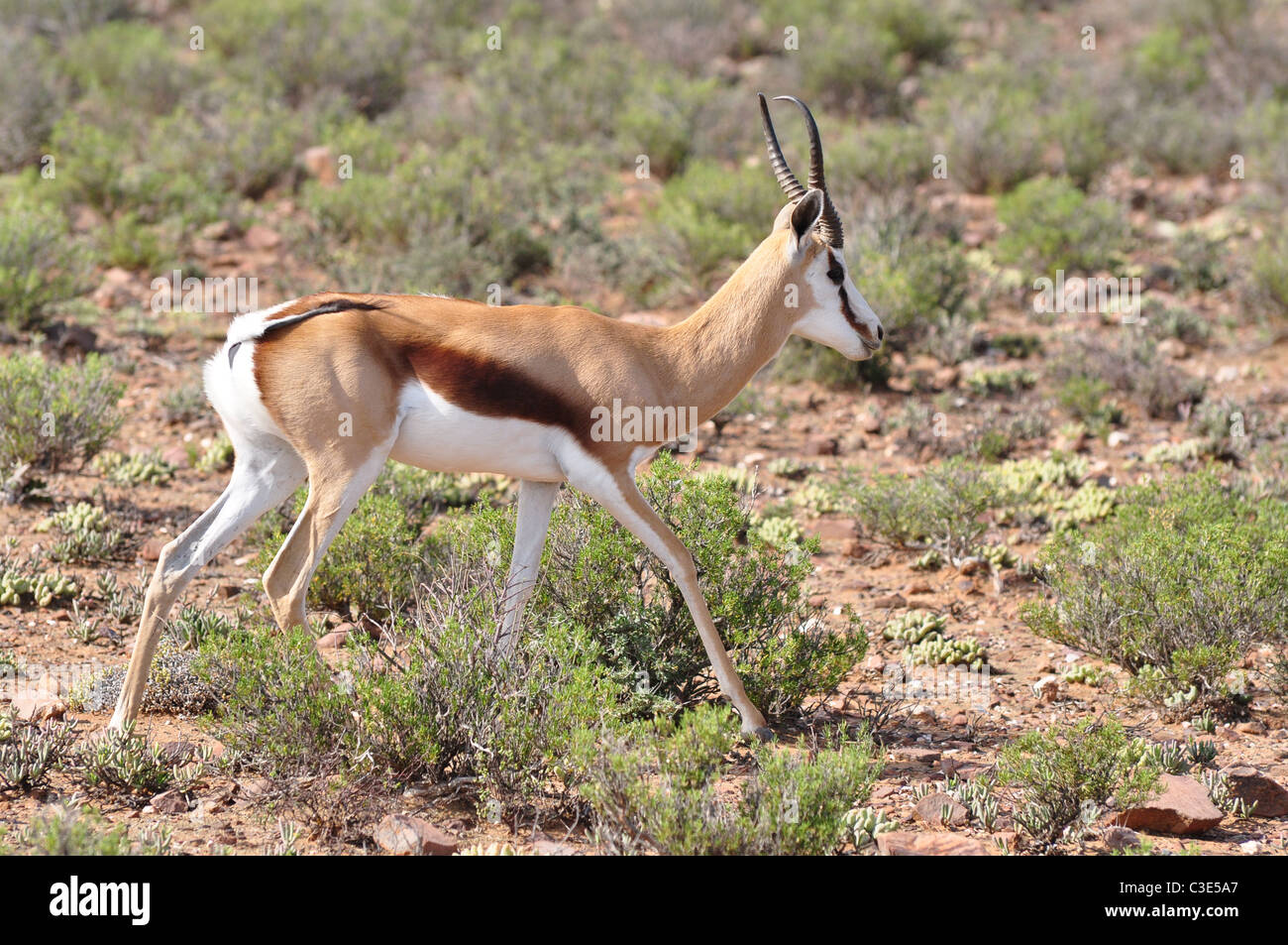 Springbok, former national symbol of South Africa, antelope, wildlife ...