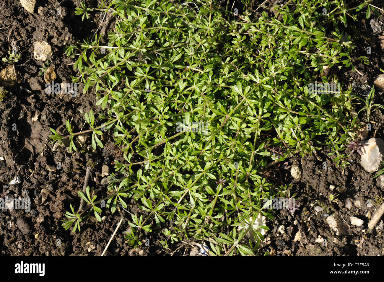 Cleavers (Galium aparine) plant spreading on open soil before flowering ...