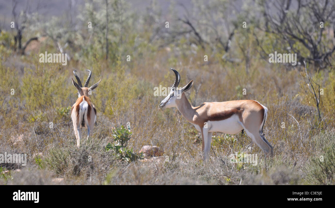 Former springbok hi-res stock photography and images - Alamy