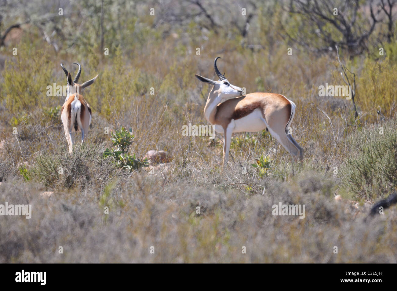 Springbok, former South Africa national symbol Stock Photo - Alamy