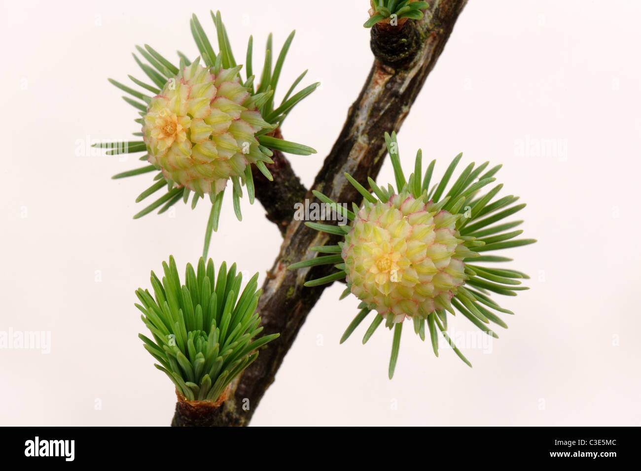 Female flower of larch larix decidua hi-res stock photography and ...