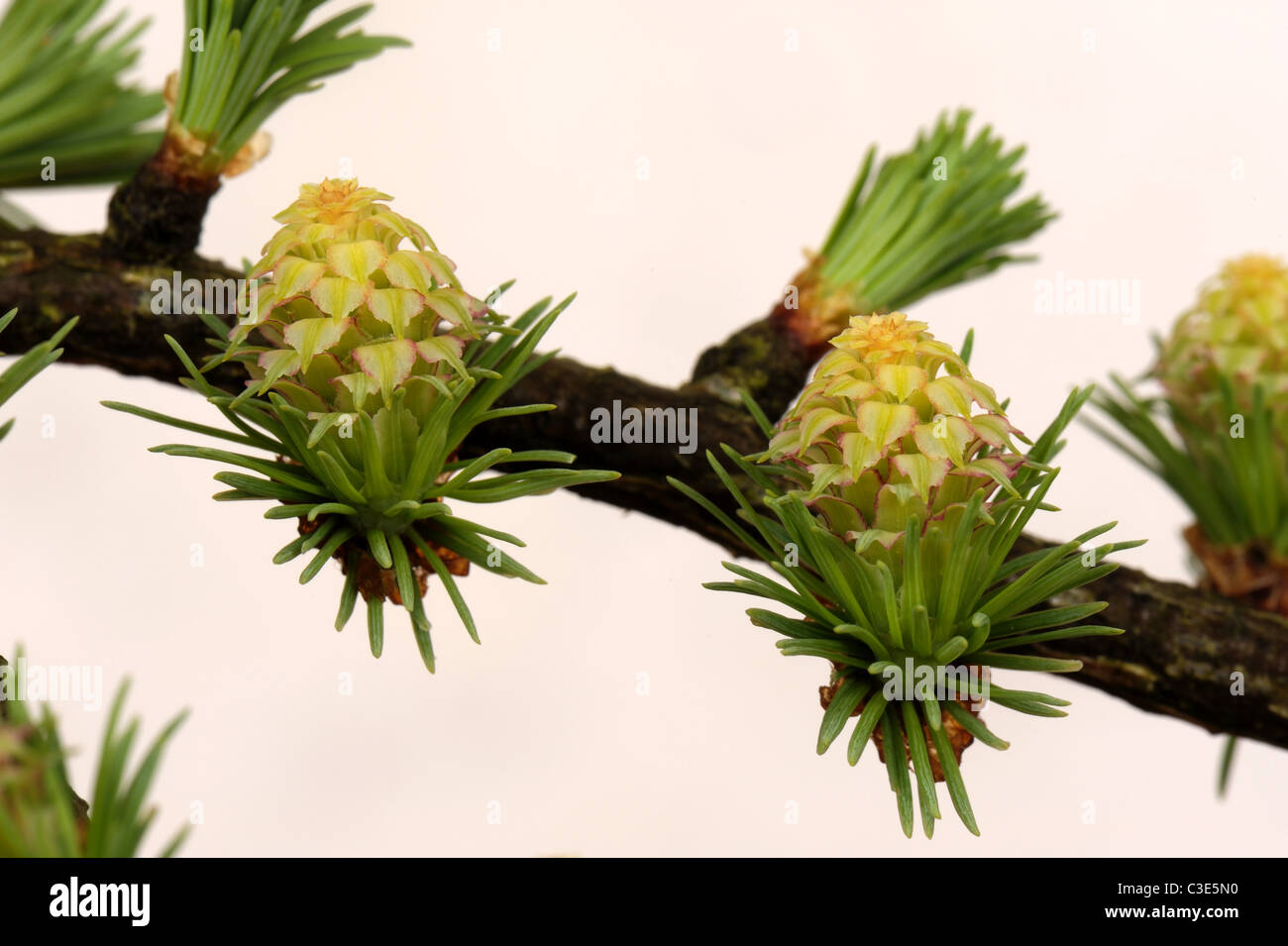 Female larch (Larix decidua) flowers among early season needle growth ...